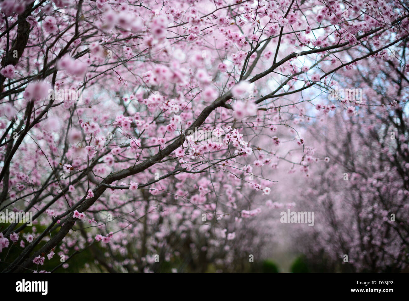 Dumbarton Oaks Gardens Spring Blossoms Washington DC // WASHINGTON DC ...