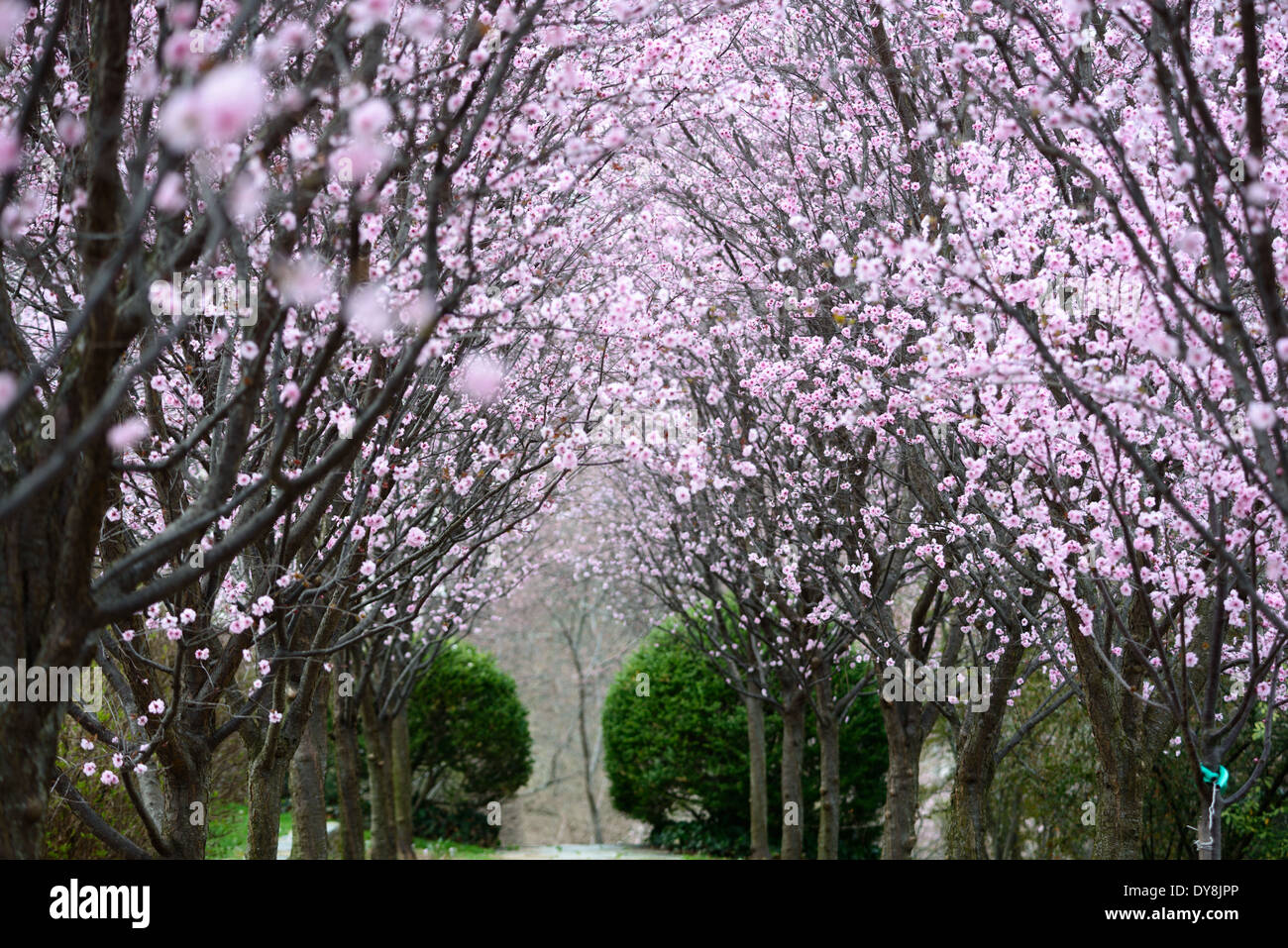 Flowering arch images hi-res stock photography and images - Alamy