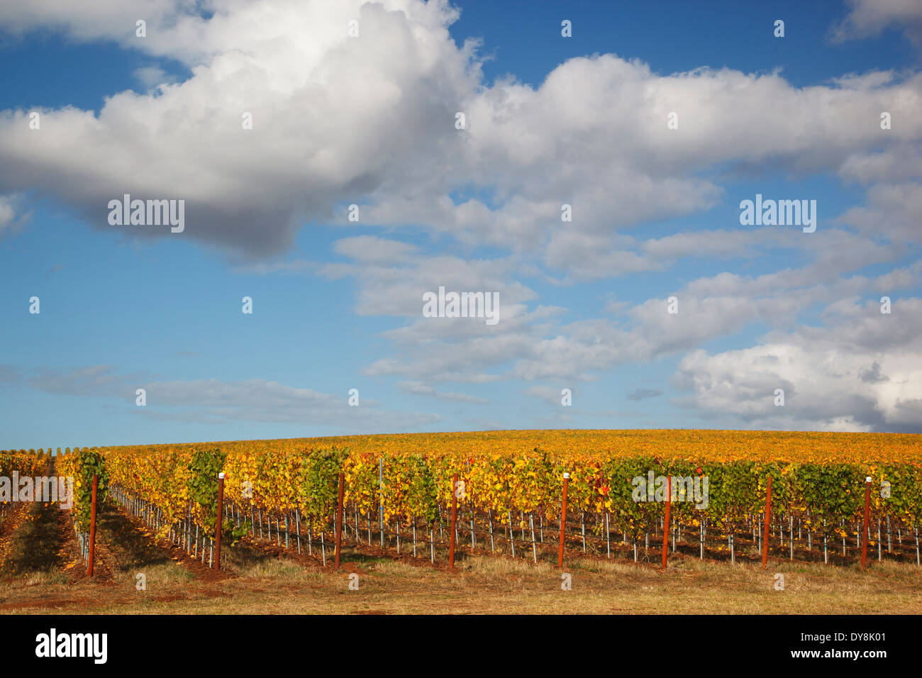 USA, Oregon, Willamette Valley vineyard Stock Photo - Alamy
