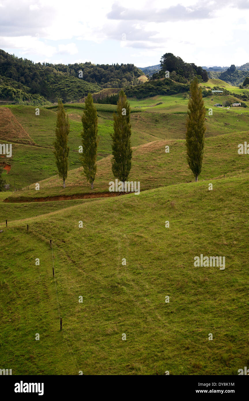 Lombardy poplar trees in a valley at Waitomo, New Zealand Stock Photo ...