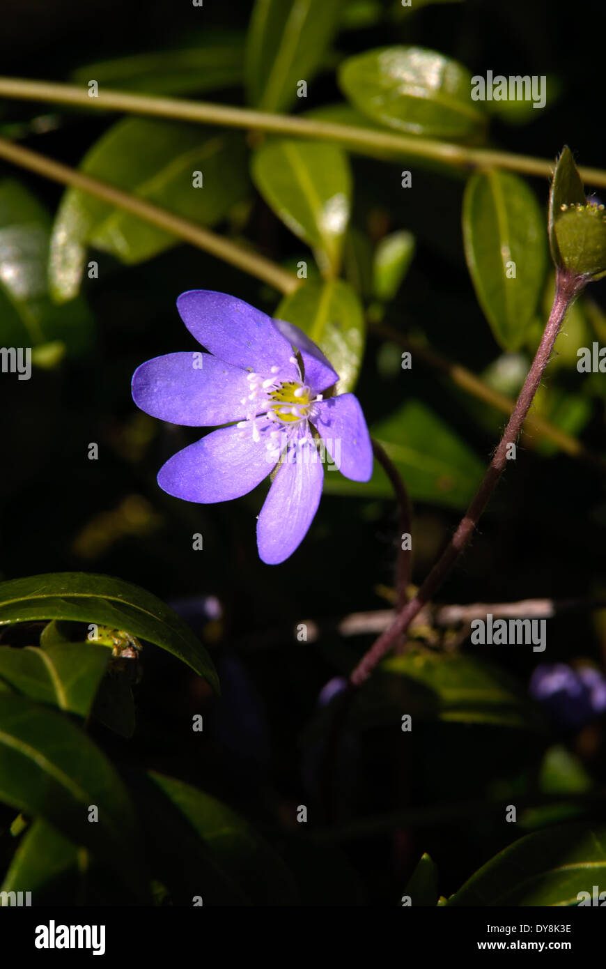 Anemone hepatica in bloom Stock Photo - Alamy