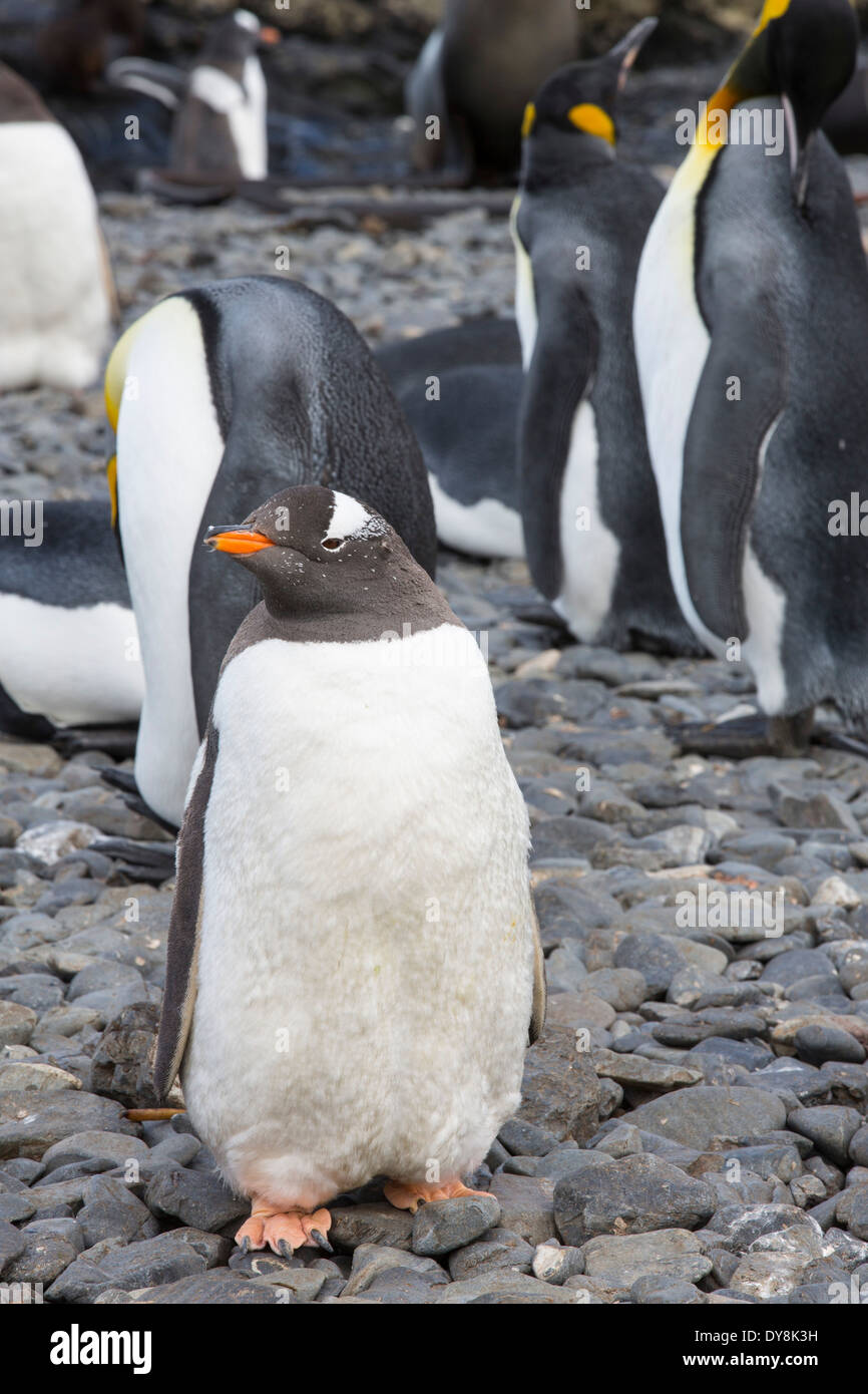 A Gentoo Penguin and King Penguins at on Prion Island, South Georgia ...