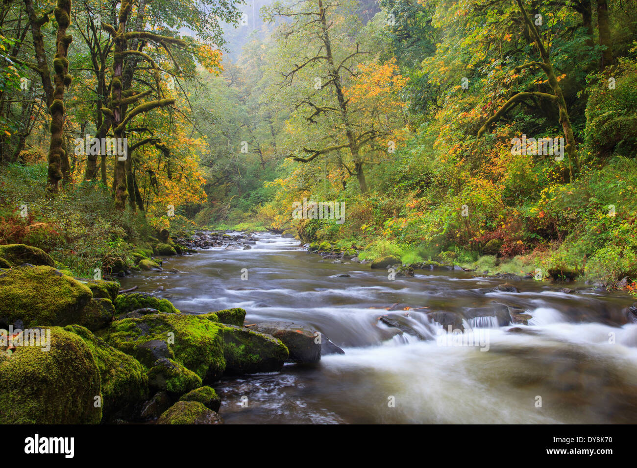 USA, Oregon, Columbia River Gorge, Tanner Creek Stock Photo - Alamy