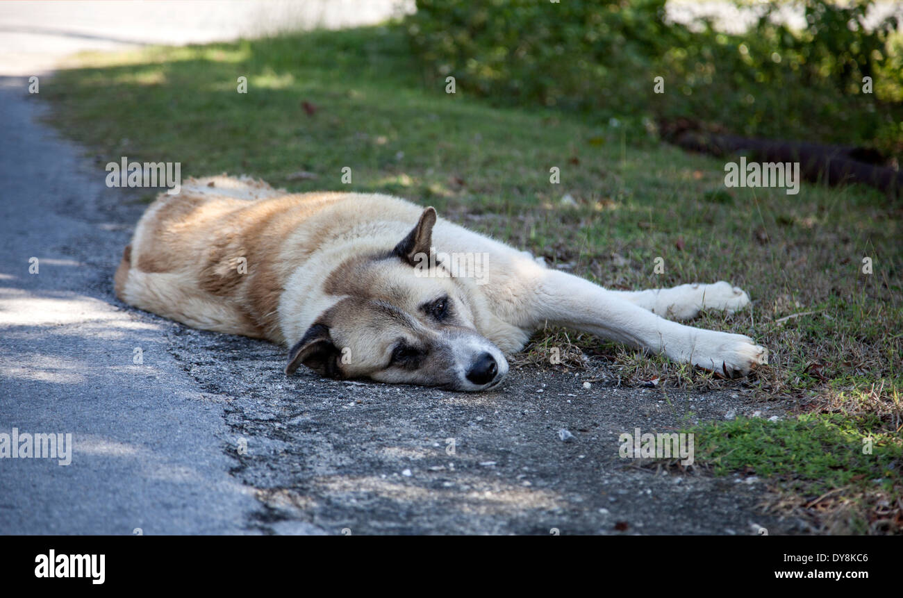 Dog in shade hi-res stock photography and images - Alamy