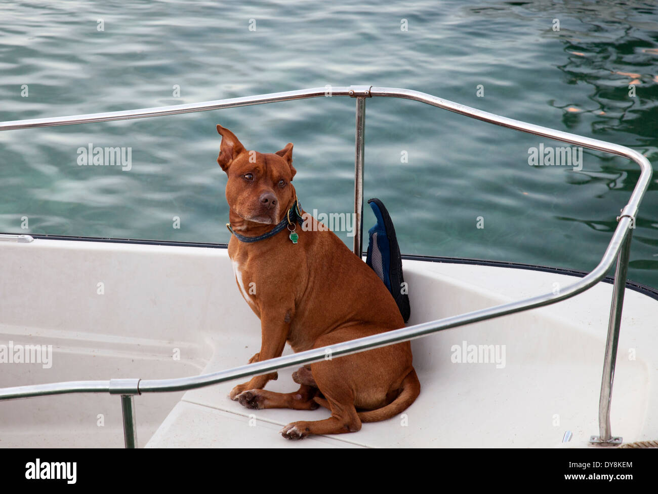 Dog on boat in ocean hi-res stock photography and images - Alamy