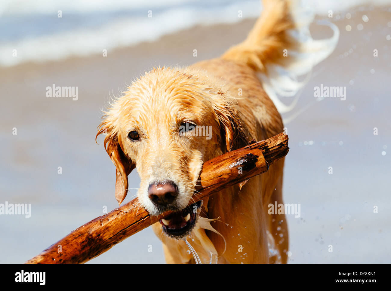 Happy Young Golden Retriever, Adorable Dug Running on the Beach Stock ...