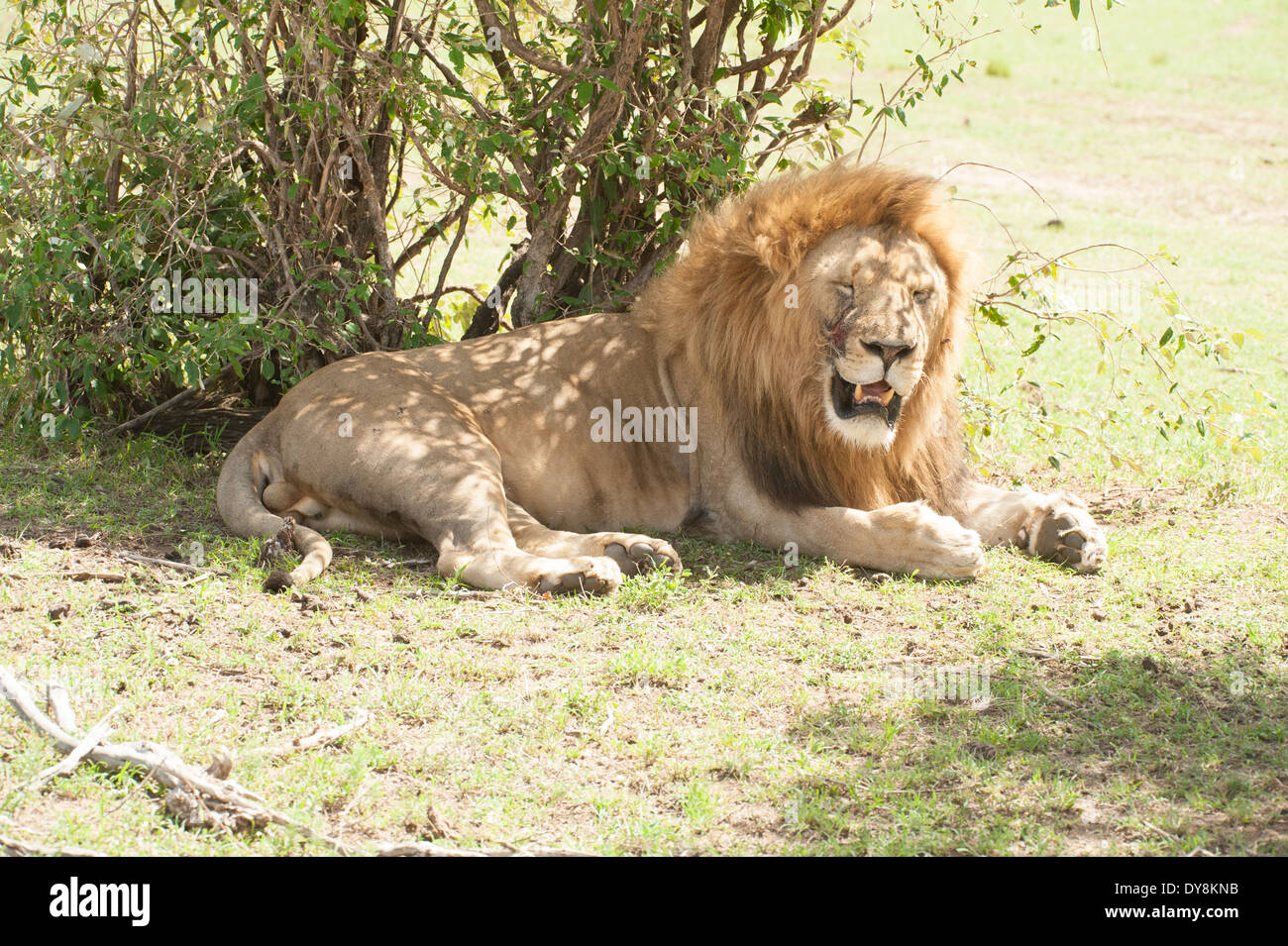 Wounded Lion High Resolution Stock Photography and Images - Alamy