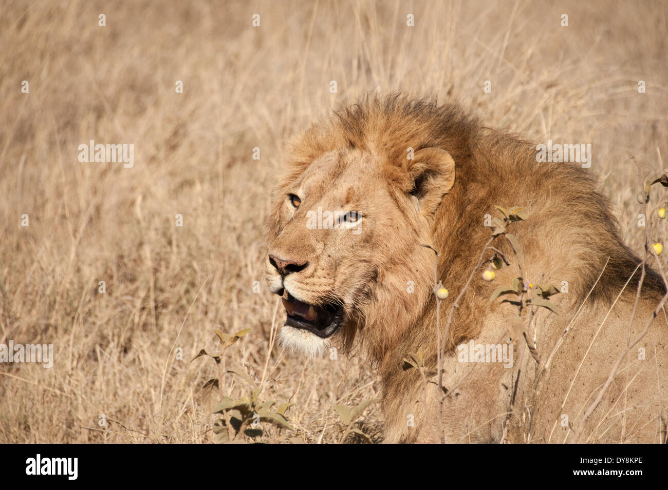 Resting male Lion, fresh from the kill and dinner in Ngorongoro Crater ...