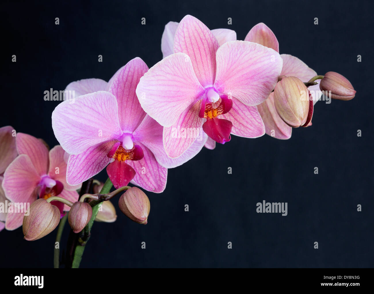 New growth of Pink orchids with black background Stock Photo - Alamy