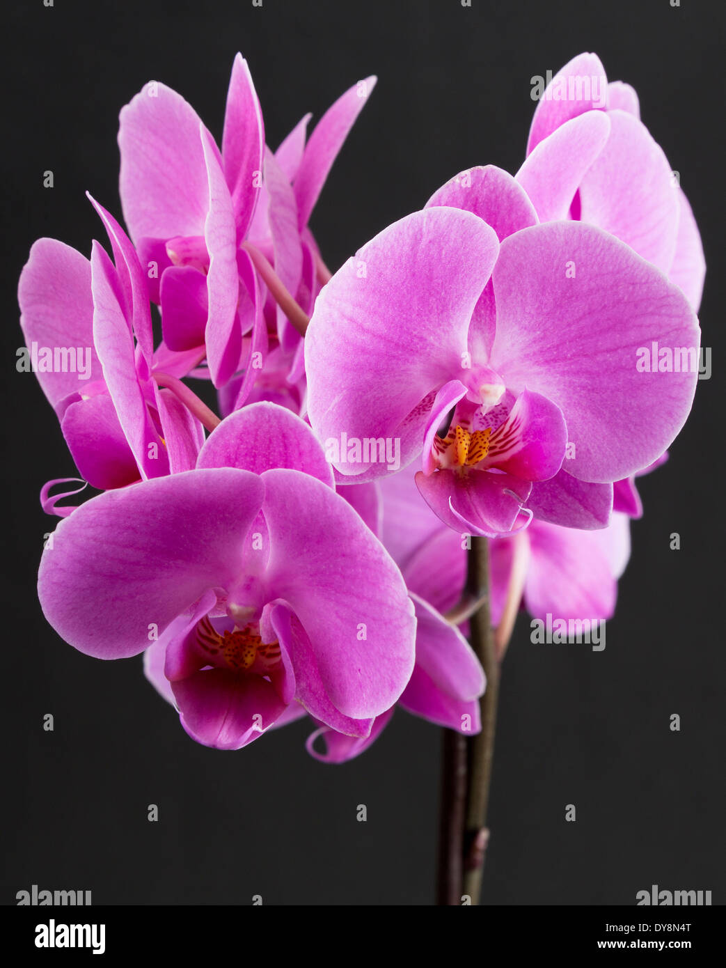 Group of pastel pink colored orchids with black background Stock Photo ...