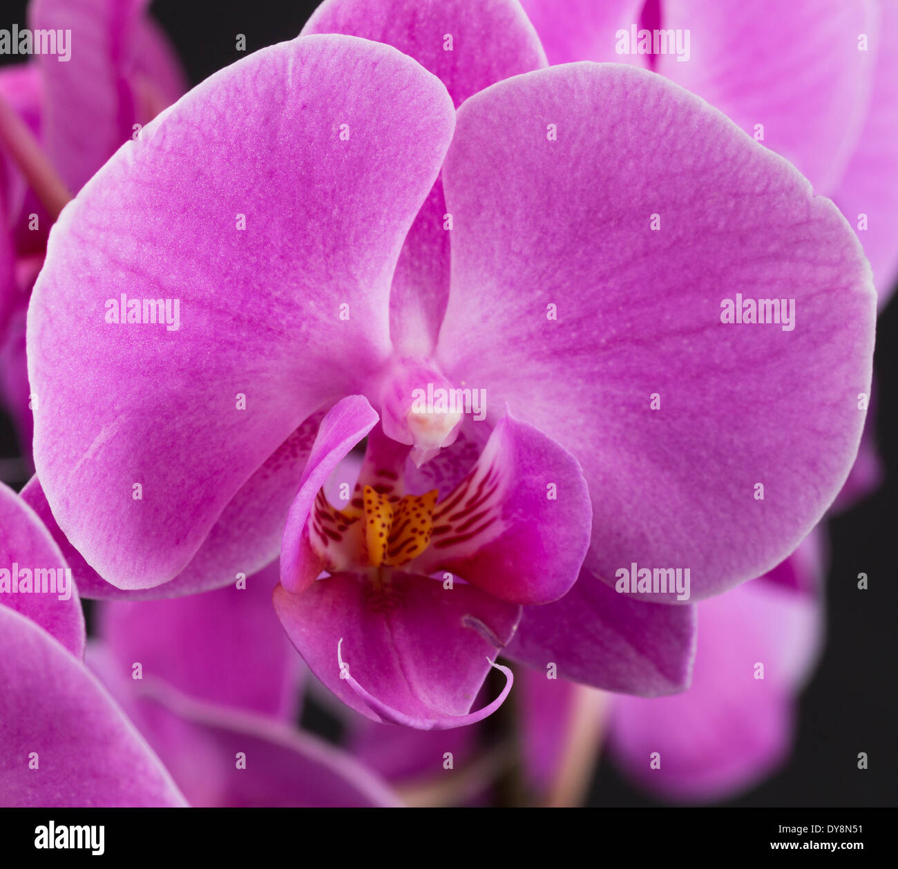 Dendrobium orchid flower photography hi-res stock photography and ...