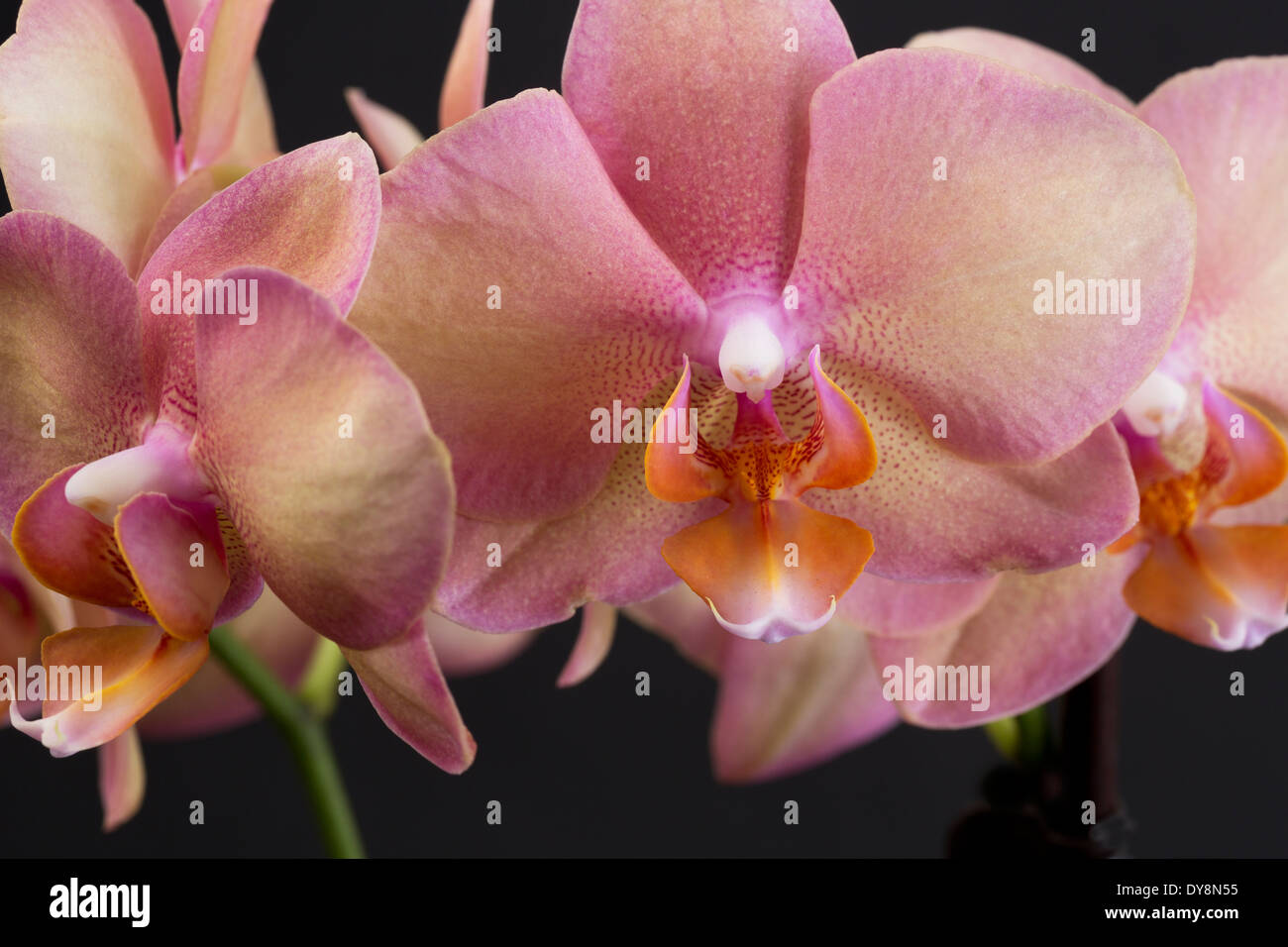 Peach colored orchids with black background Stock Photo - Alamy