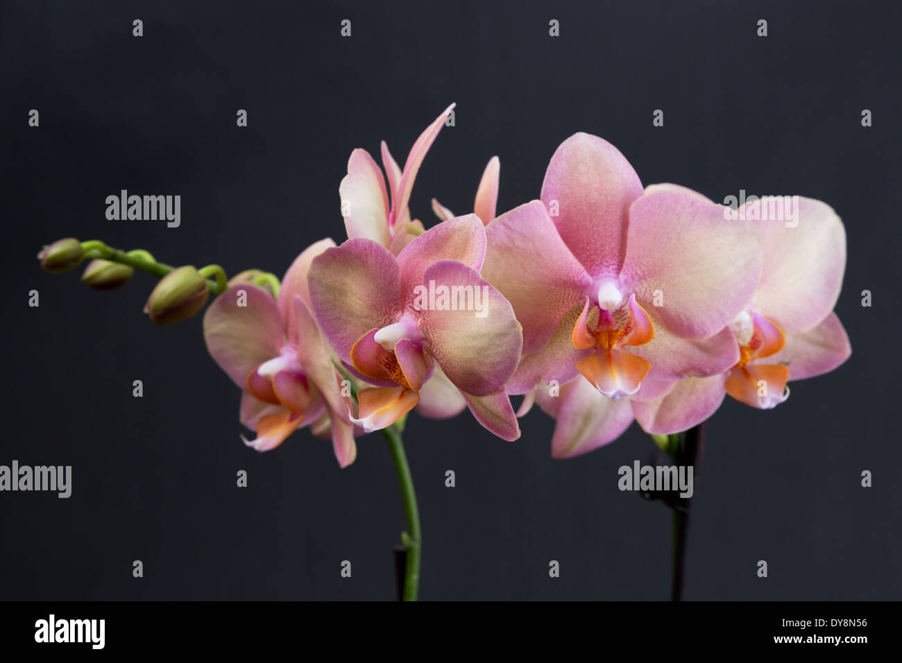 Pastel peach colored group of orchids with black background Stock Photo ...
