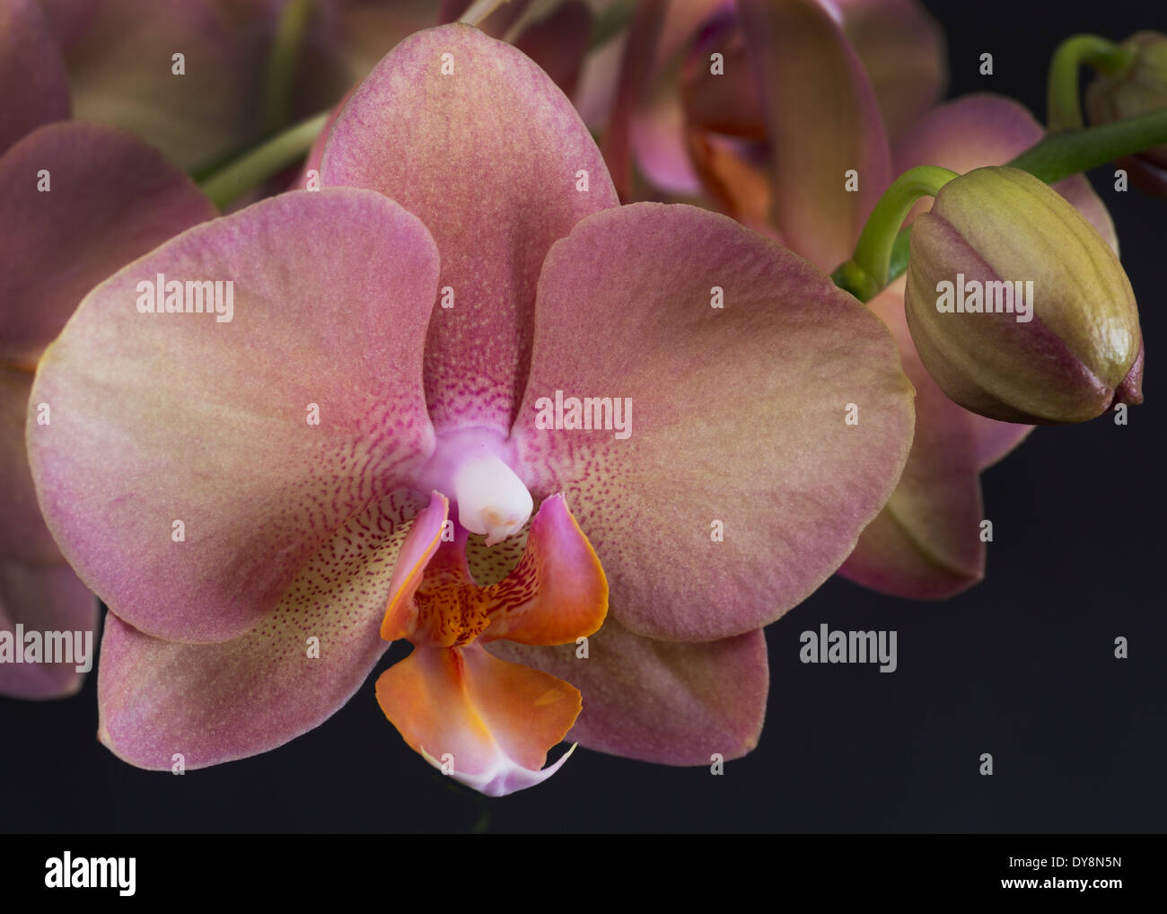 Peach orchid hi-res stock photography and images - Alamy