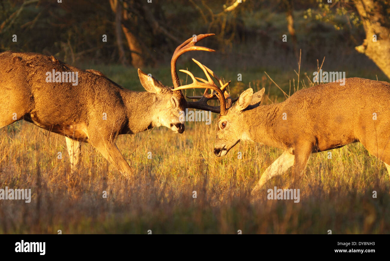 Fighting During The Rut High Resolution Stock Photography and Images ...