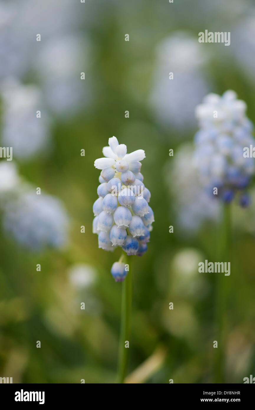 Grape Hyacinth. Muscari armeniacum 'Peppermint' Stock Photo - Alamy