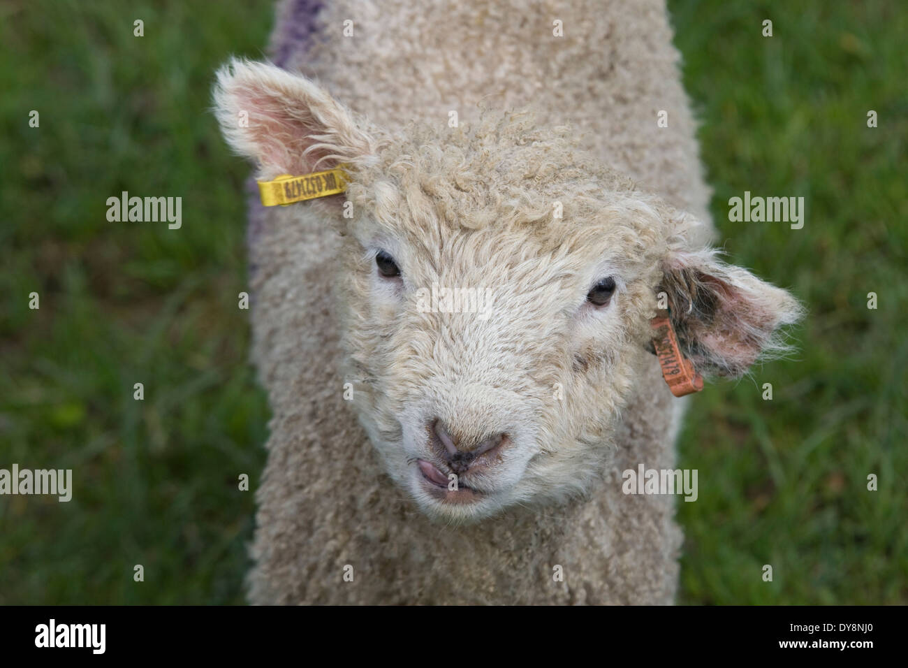 Lamb in a field Sticking his tong out at the camera Stock Photo - Alamy