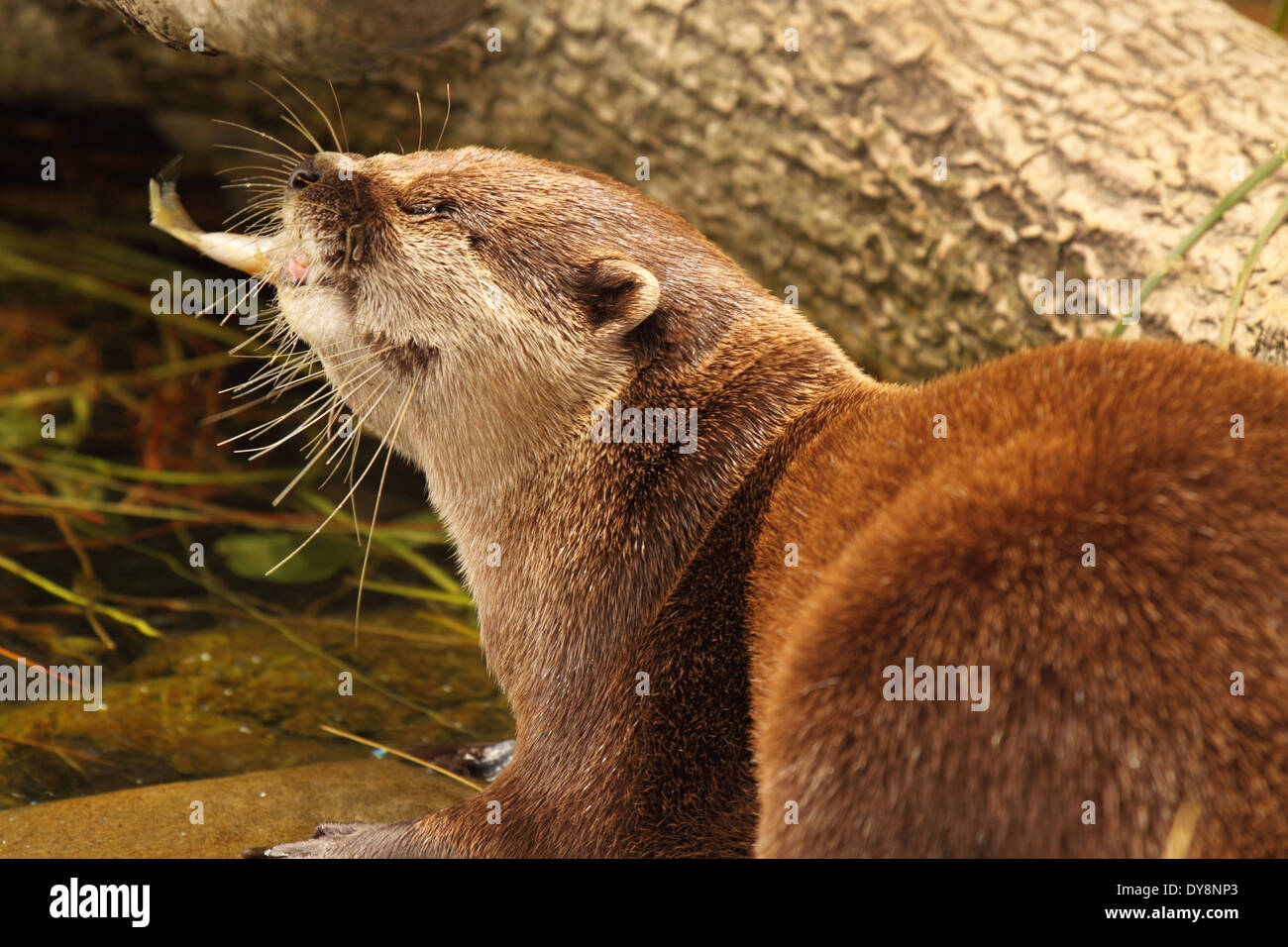An African Clawless Otter throwing fish around while feeding Stock ...