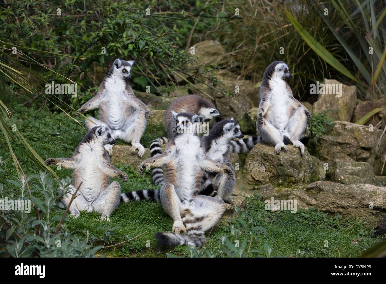 Lemurs sitting in the sun Sunbathing strepsirrhine primates endemic ...