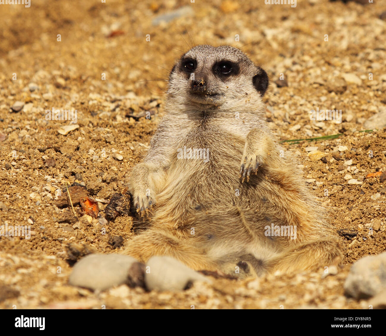 Lazily hi-res stock photography and images - Alamy