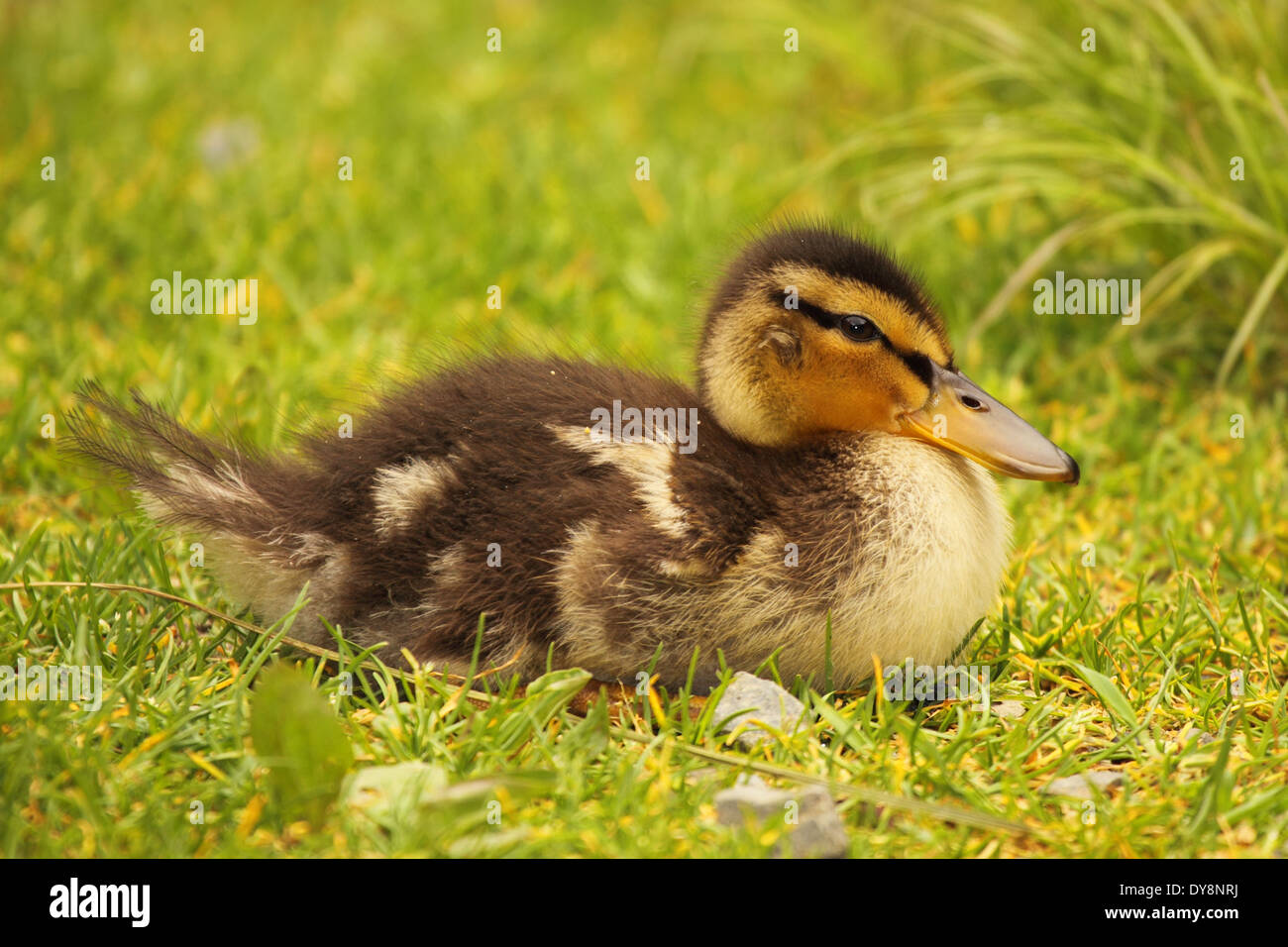 Grey duck baby sleep hi-res stock photography and images - Alamy