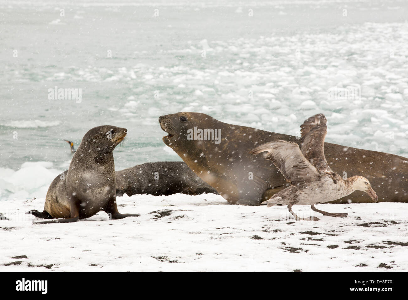 Elephant Seal Ice Age 4