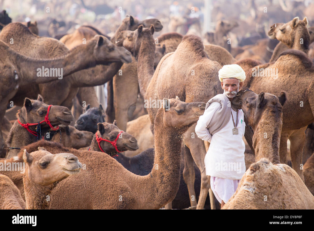 Pushkar mela hi-res stock photography and images - Alamy