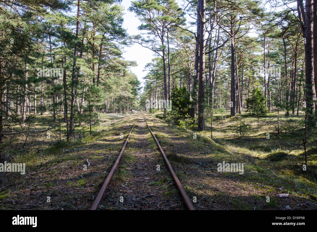 Vintage train tracks in forest hi-res stock photography and images - Alamy