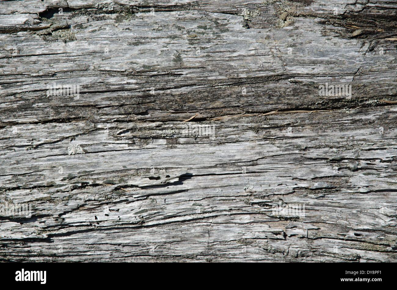 Weathered pine tree hi-res stock photography and images - Alamy