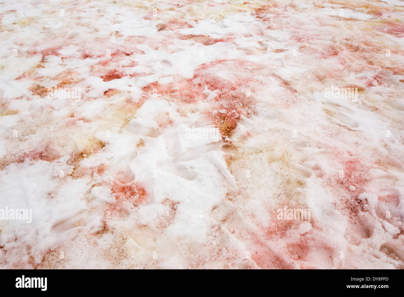 Red algae in snow at Base Orcadas, an Argentine scientific station in ...