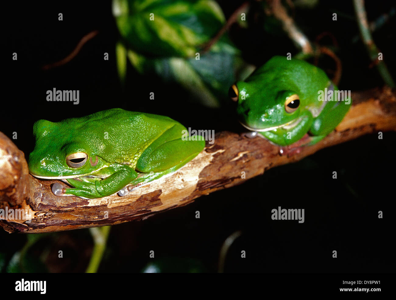 White-lipped Tree Frog, Litoria infrafenata, Hylidae, Australia Stock ...