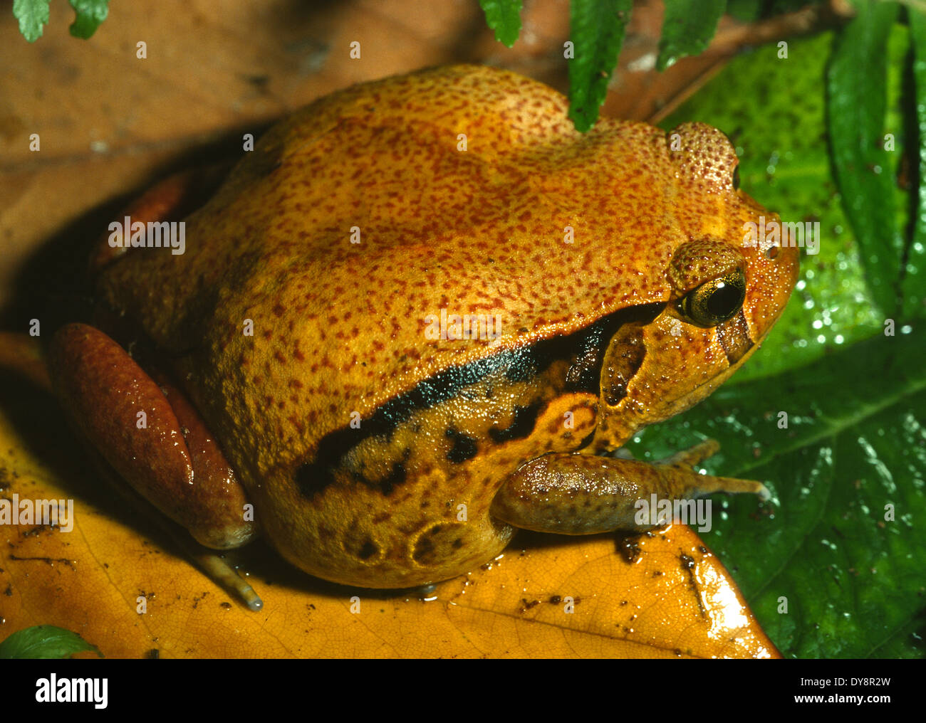 Tomato frog (Dyscophus antongilii) Microhylidae, Madagascar, Africa ...