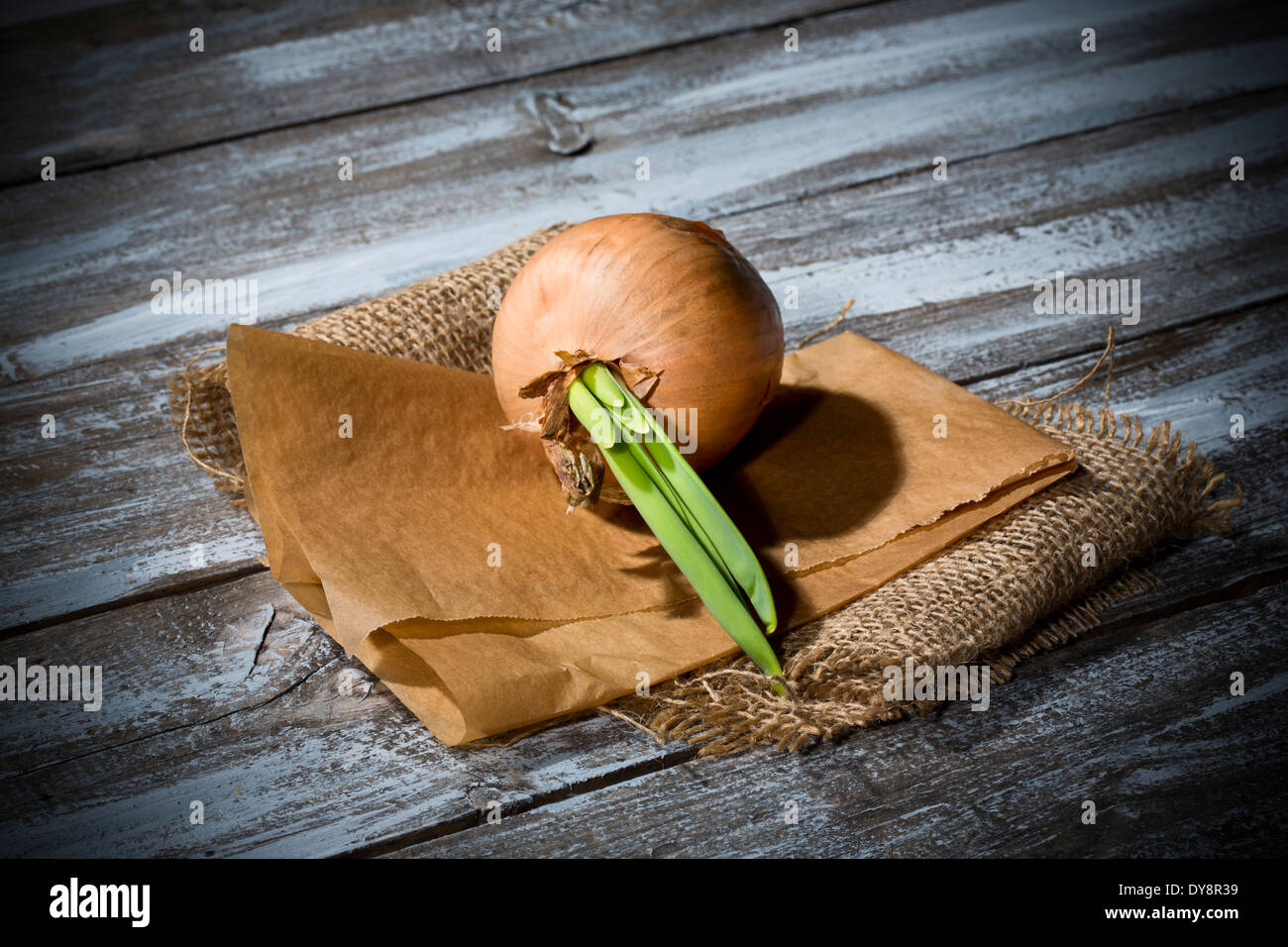Sprouting onion (Allium cepa Stock Photo - Alamy