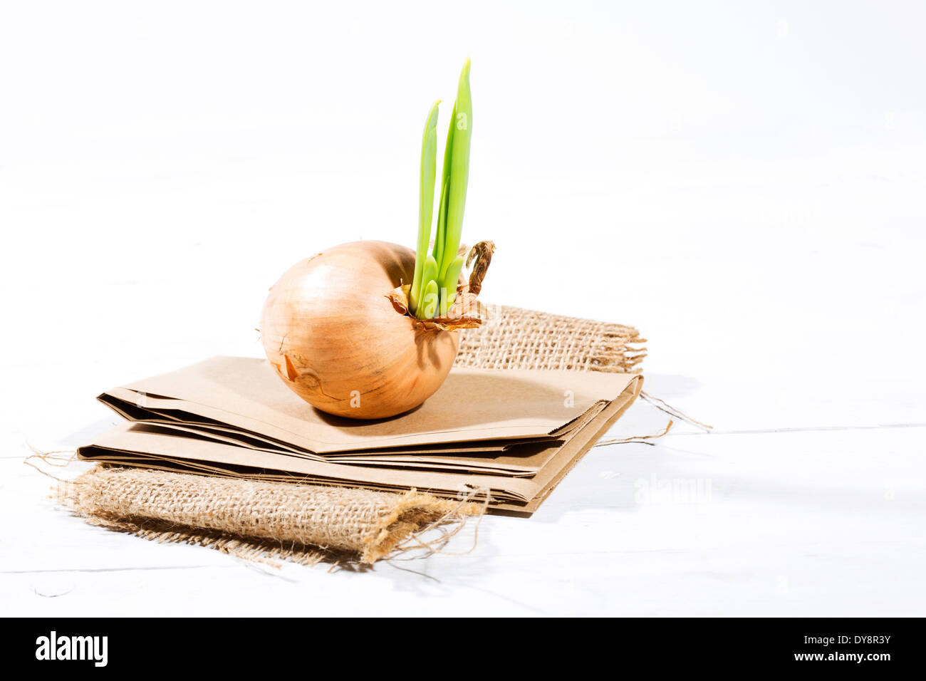 Close up group sprouting hi-res stock photography and images - Alamy