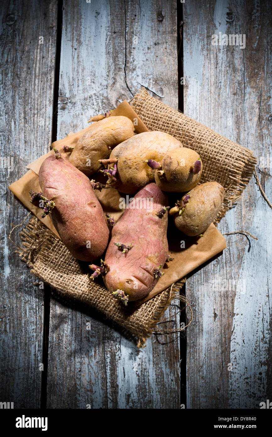 Sprouting potatoes (Solanum tuberosum), Belena and Feldperle, organic ...