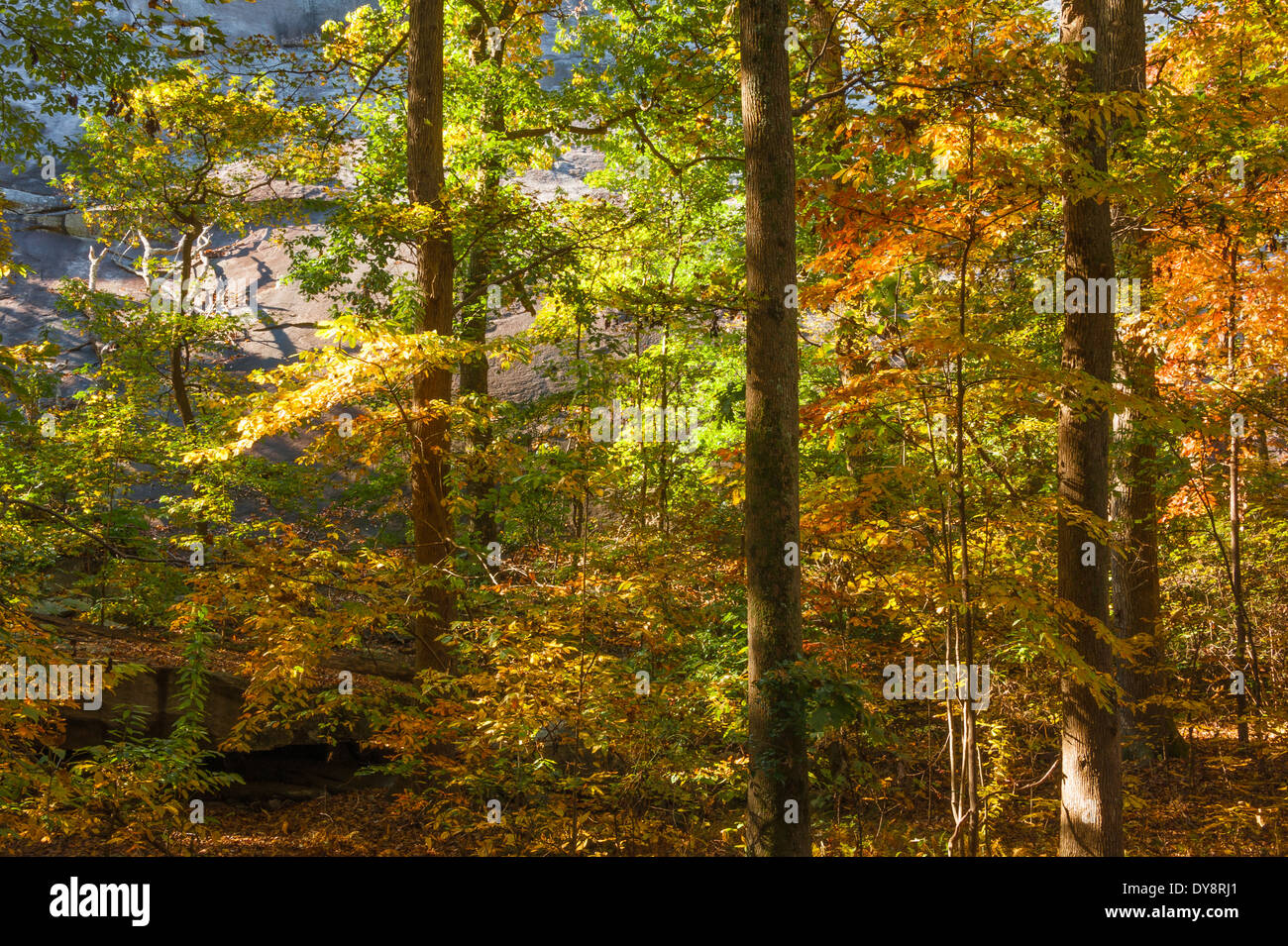 Colorful Autumn trees aglow in morning sunlight against the granite ...