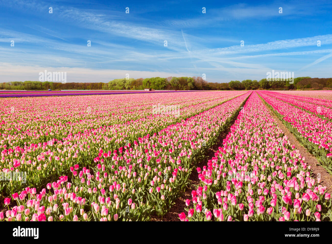 Colourful fields lisse holland hi-res stock photography and images - Alamy