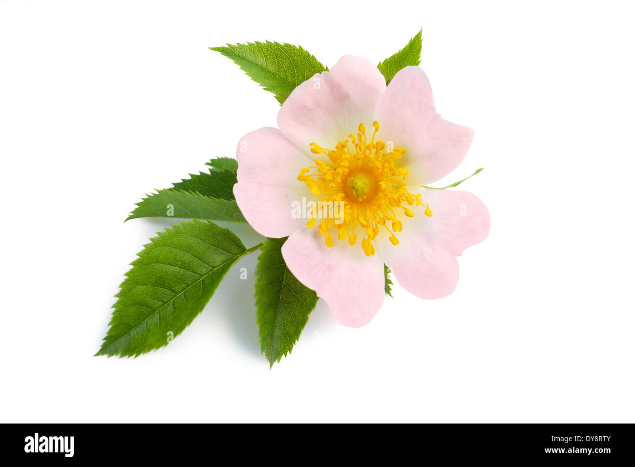 Beautiful pink flower of dog rose for herbal medicine Stock Photo - Alamy
