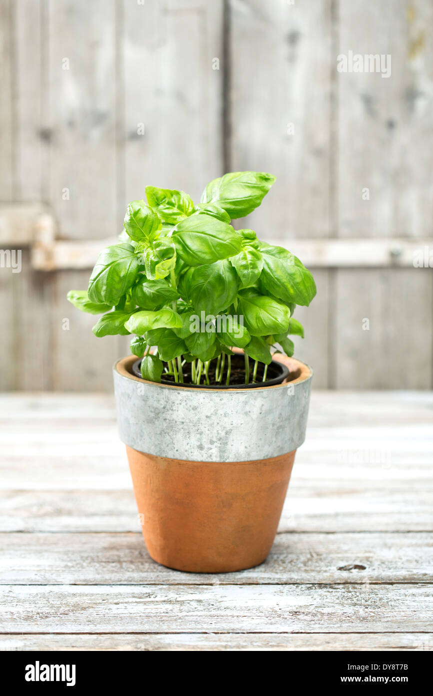 Flowerpot with basil (Ocimum basilicum) on grey wooden table, studio ...