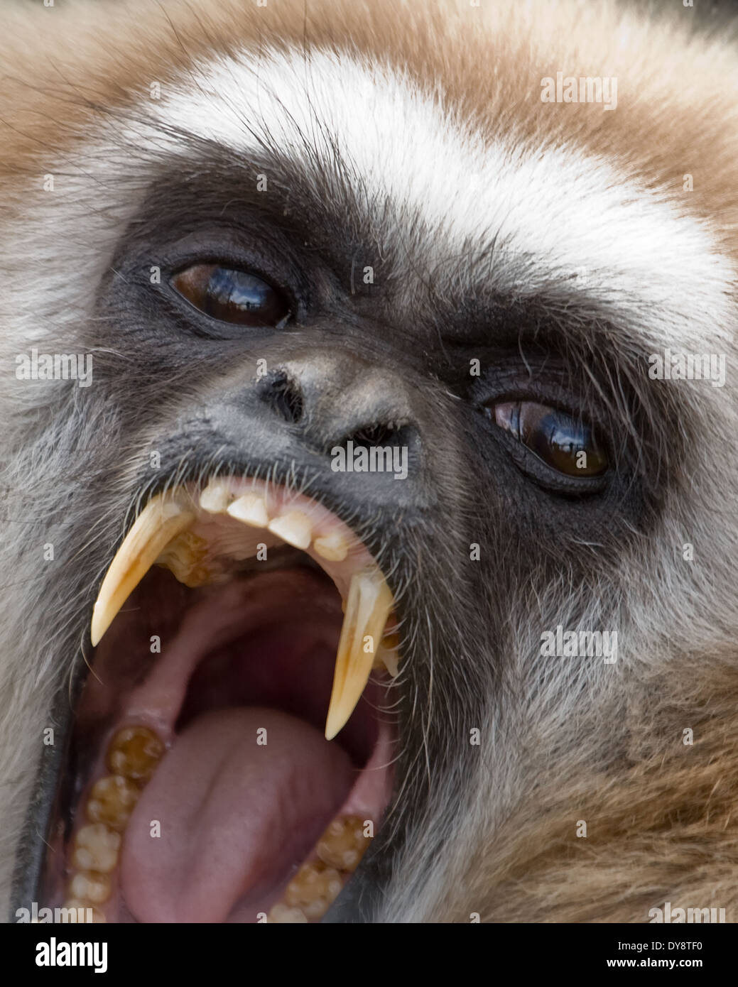 Gibbon showing it's teeth Stock Photo - Alamy