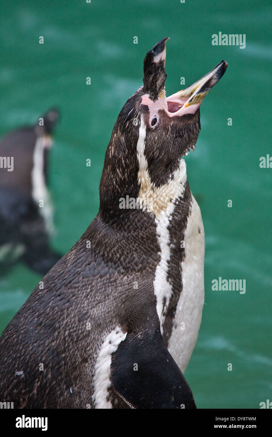 Penguin open beak close up hi-res stock photography and images - Alamy