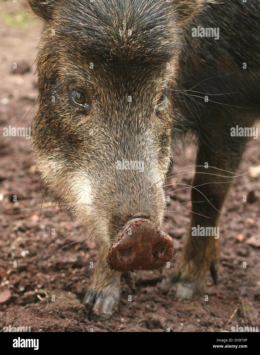 Peccary pig portrait Stock Photo - Alamy