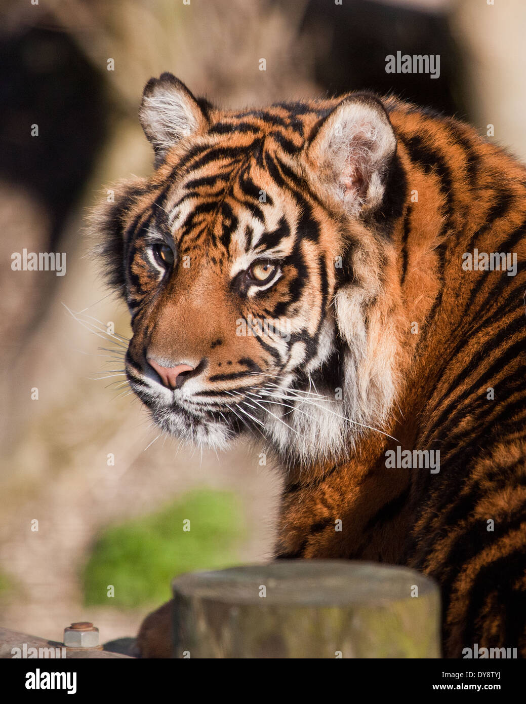 Big cat tiger head hi-res stock photography and images - Alamy