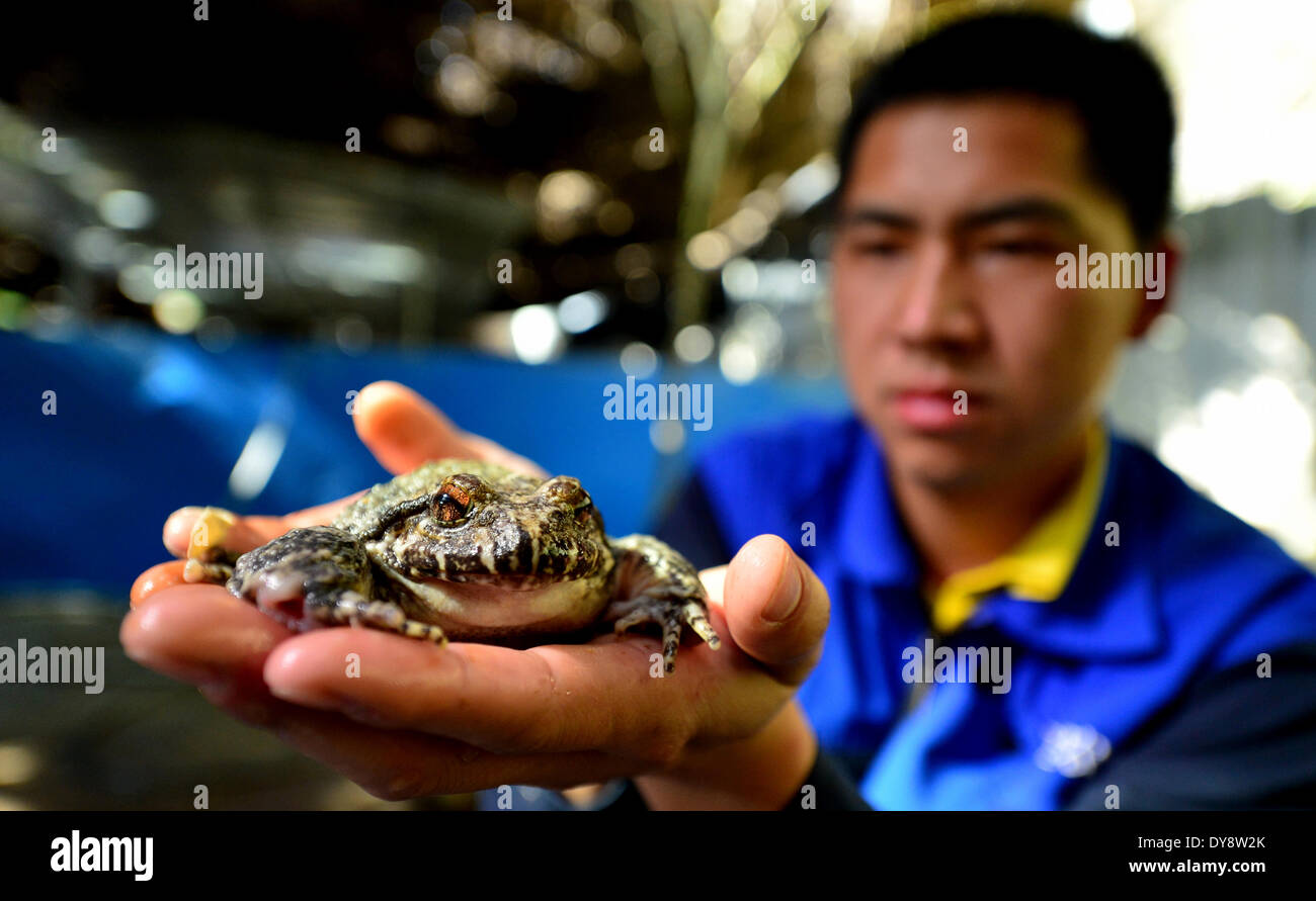 Paa spinosa hi-res stock photography and images - Alamy