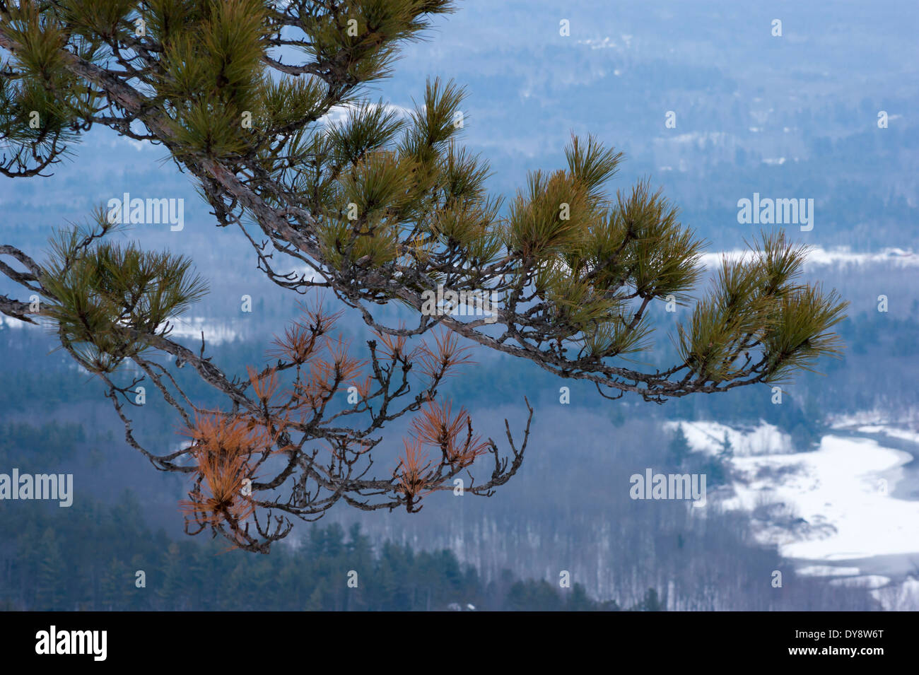 Pine tree branch against a wintry forest backdrop Stock Photo - Alamy