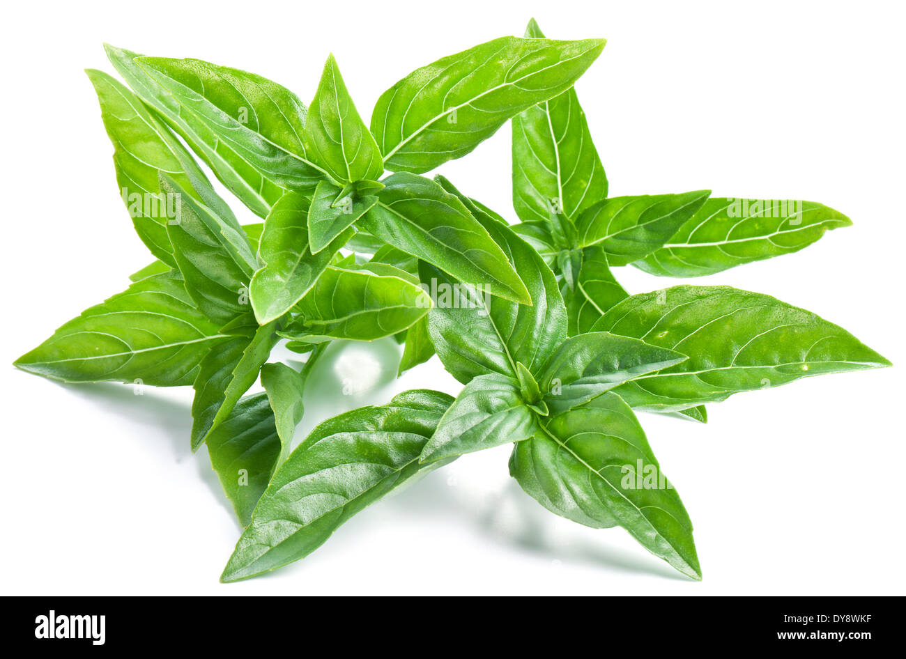 Fresh basil plant on Cut Out Stock Images & Pictures - Alamy