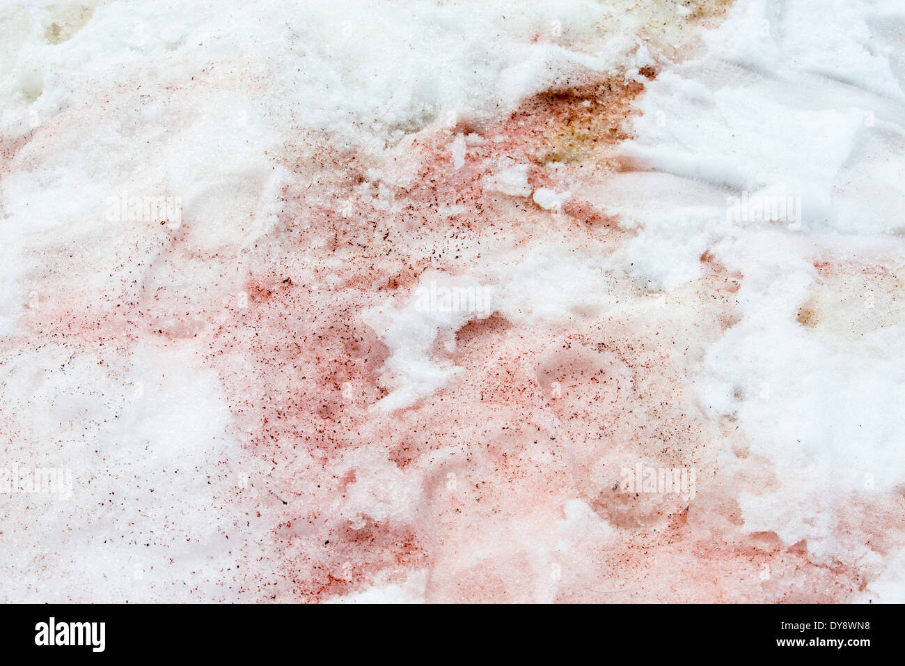 Red algae in snow at Base Orcadas, an Argentine scientific station in ...