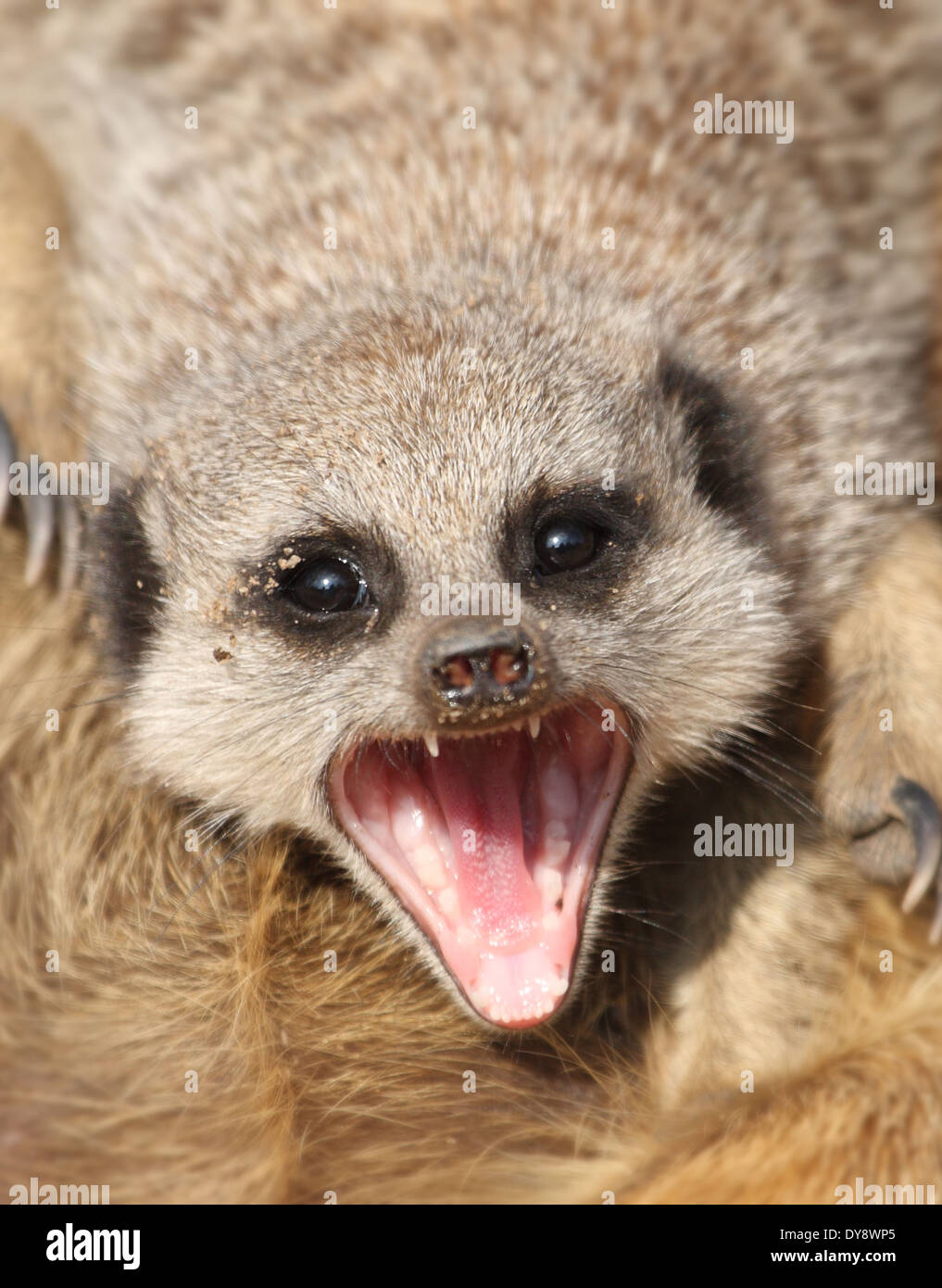 Animal mouth open hi-res stock photography and images - Alamy