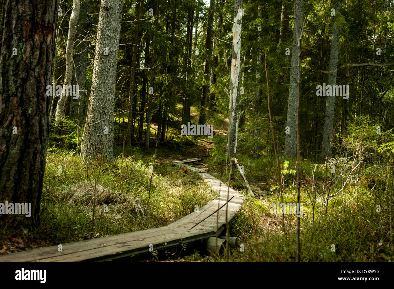 Forrest woods hi-res stock photography and images - Alamy