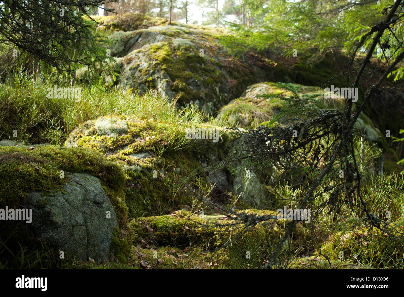 Stones in the forrest Stock Photo - Alamy